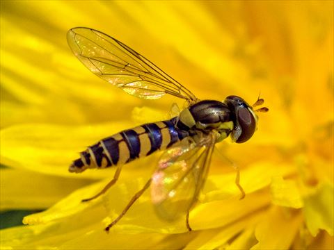 ホソヒメヒラタアブ