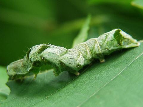 アトジロシラホシヨトウ
