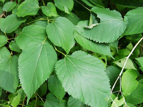 アトジロシラホシヨトウ