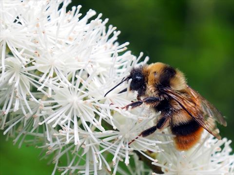クロマルハナバチ