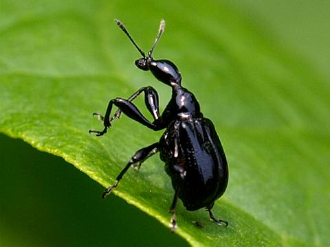 ヒメクロオトシブミ